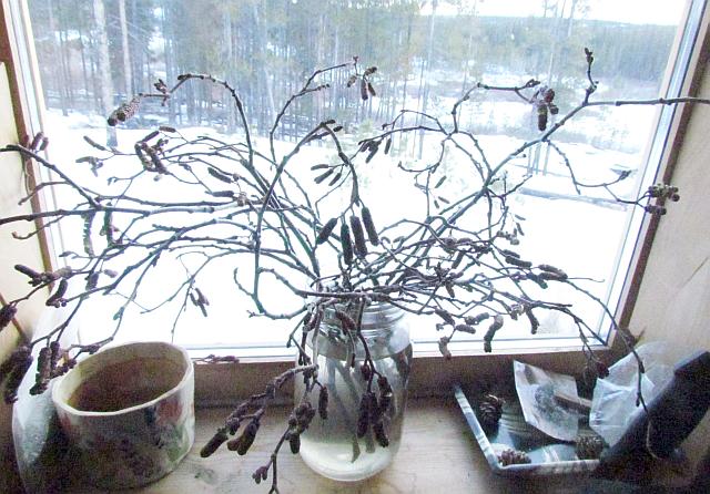 red alder | Wilderness Dweller