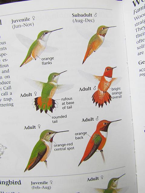 Hummingbirds | Wilderness Dweller