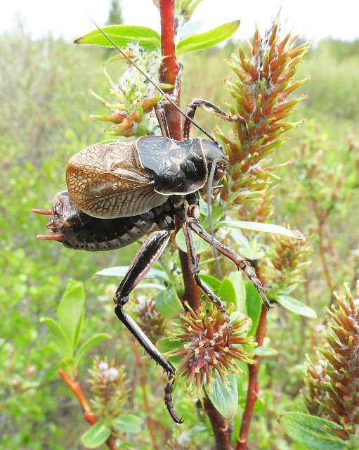 interesting bug | Wilderness Dweller