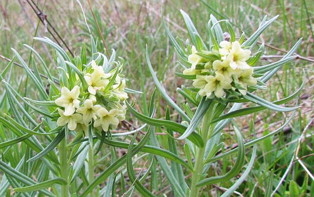 lemon grass or gromwell | Wilderness Dweller