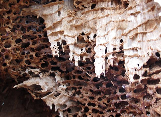 ant chambers | Wilderness Dweller