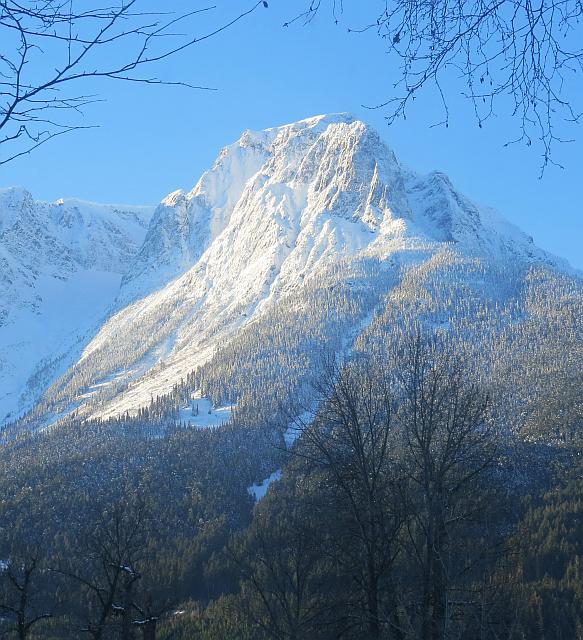 9 Melican | Wilderness Dweller