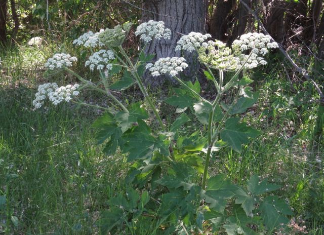 1. cow parsnip | Wilderness Dweller