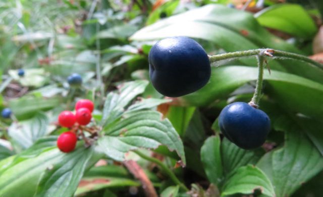 6. queens cup | Wilderness Dweller