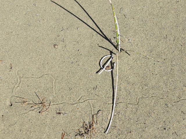 7. strange track. | Wilderness Dweller