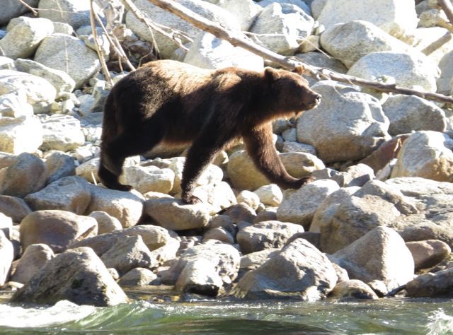 9. grizzly b | Wilderness Dweller