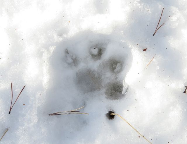 8 wolf track | Wilderness Dweller