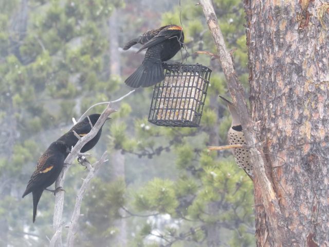 10 flicker | Wilderness Dweller