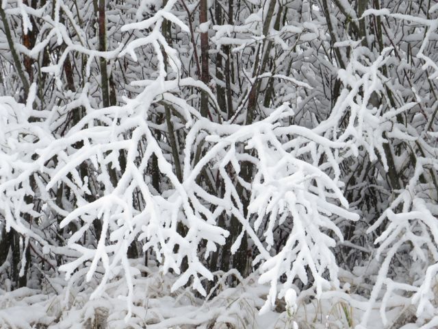 10 prettiest snow | Wilderness Dweller