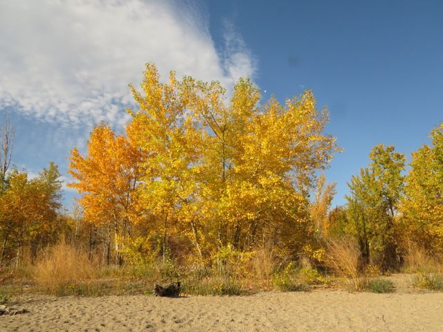 11 orane trees | Wilderness Dweller