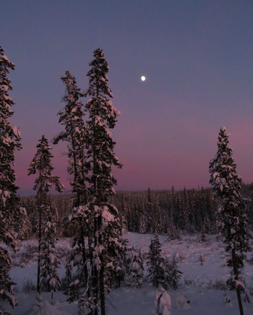 18 moonb | Wilderness Dweller