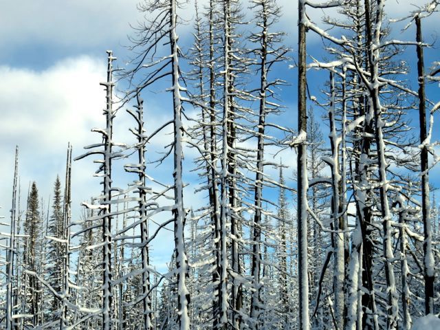 8a burned trees | Wilderness Dweller