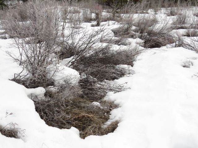 3 patchy snow in swamp | Wilderness Dweller