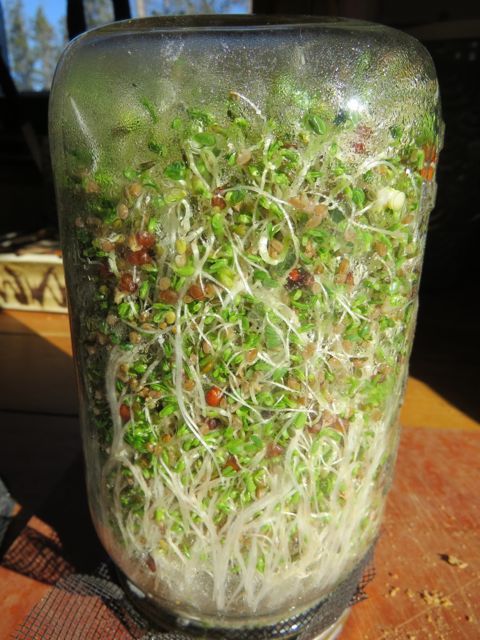 Windowsill Salads, Growing Sprouts and Microgreens | Wilderness Dweller