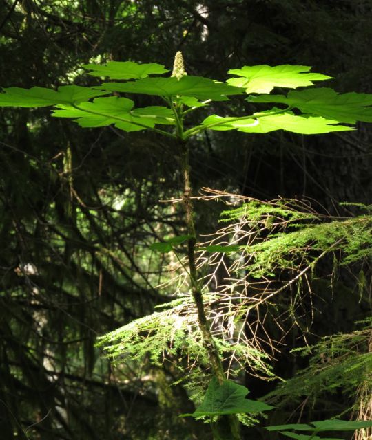 13 devils club | Wilderness Dweller