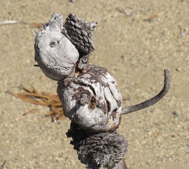 5 scottish desert mouse | Wilderness Dweller