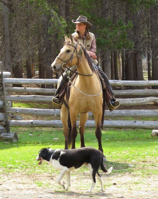 2015 Precipice Cattle Drive | Wilderness Dweller