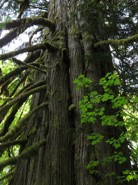 8 knotty tree | Wilderness Dweller