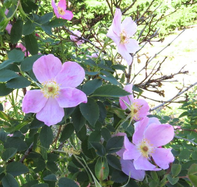 10 wild rose 2 | Wilderness Dweller