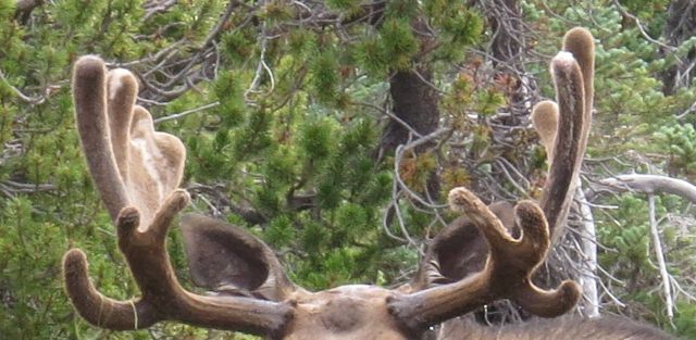 9 moose horns | Wilderness Dweller