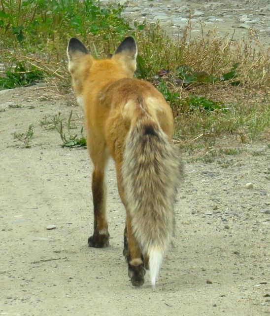 2 fox back view | Wilderness Dweller