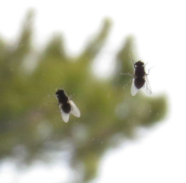 10 flies | Wilderness Dweller