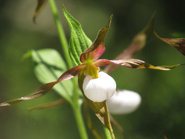 15 orchid close-up | Wilderness Dweller