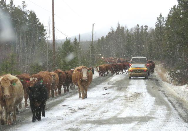 16 cows | Wilderness Dweller