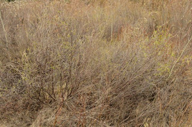 2 scrub birch | Wilderness Dweller