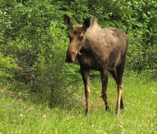 12 moose | Wilderness Dweller