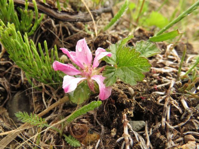 2 nagoon berry | Wilderness Dweller