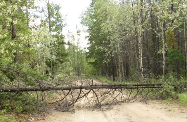 19 tree on road | Wilderness Dweller