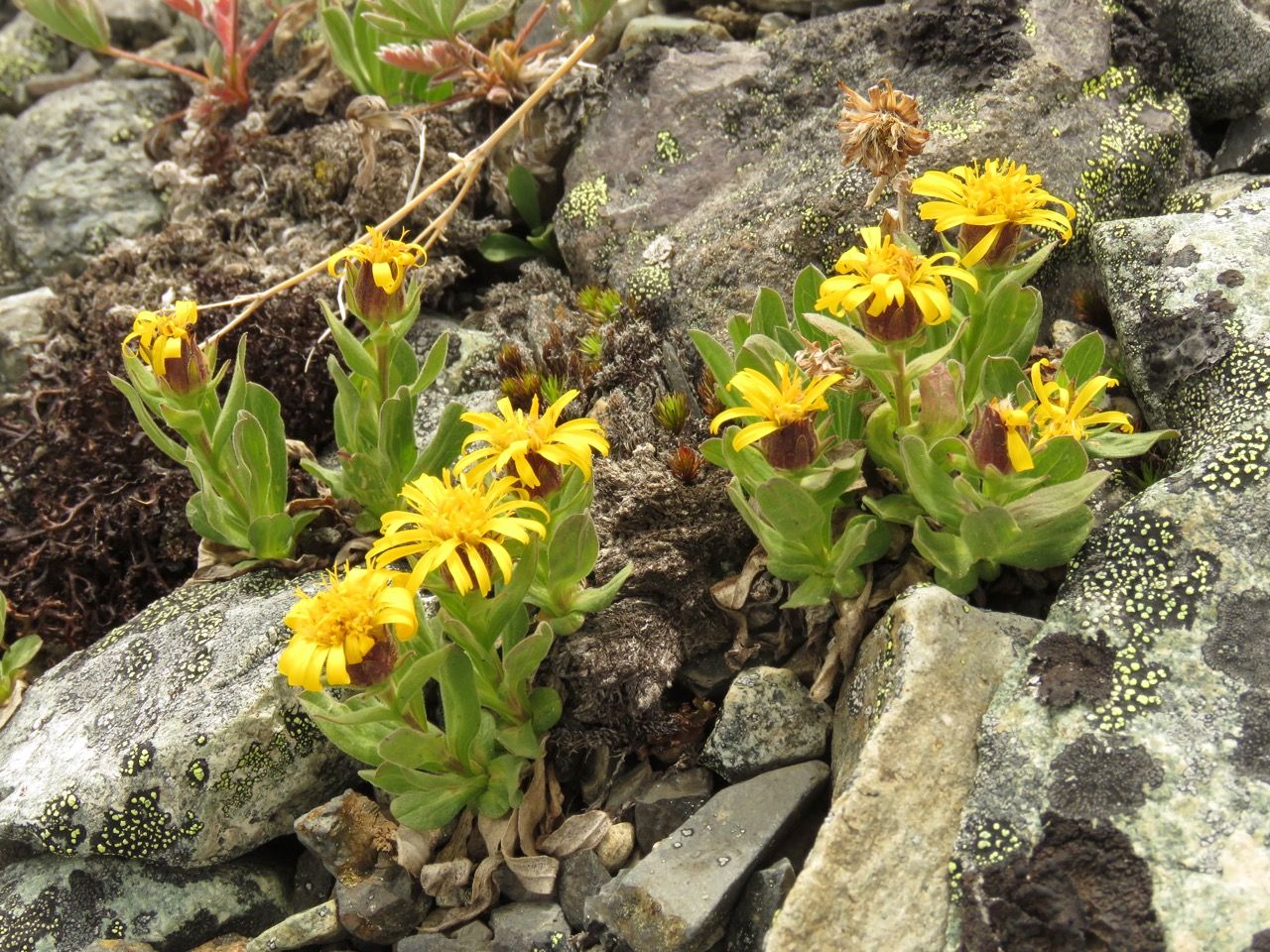 19 haplopappus best | Wilderness Dweller