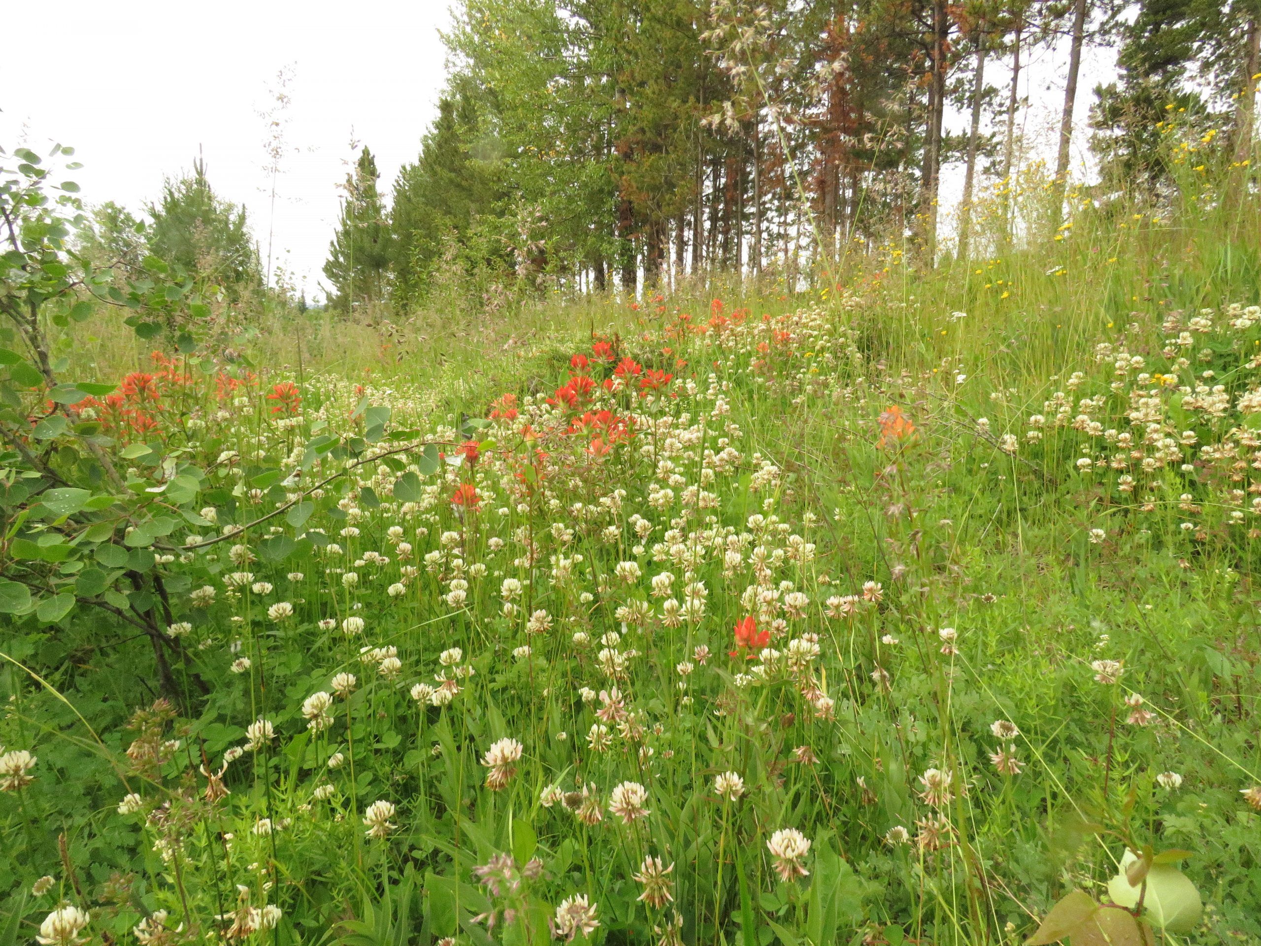 1 grasses/clover | Wilderness Dweller