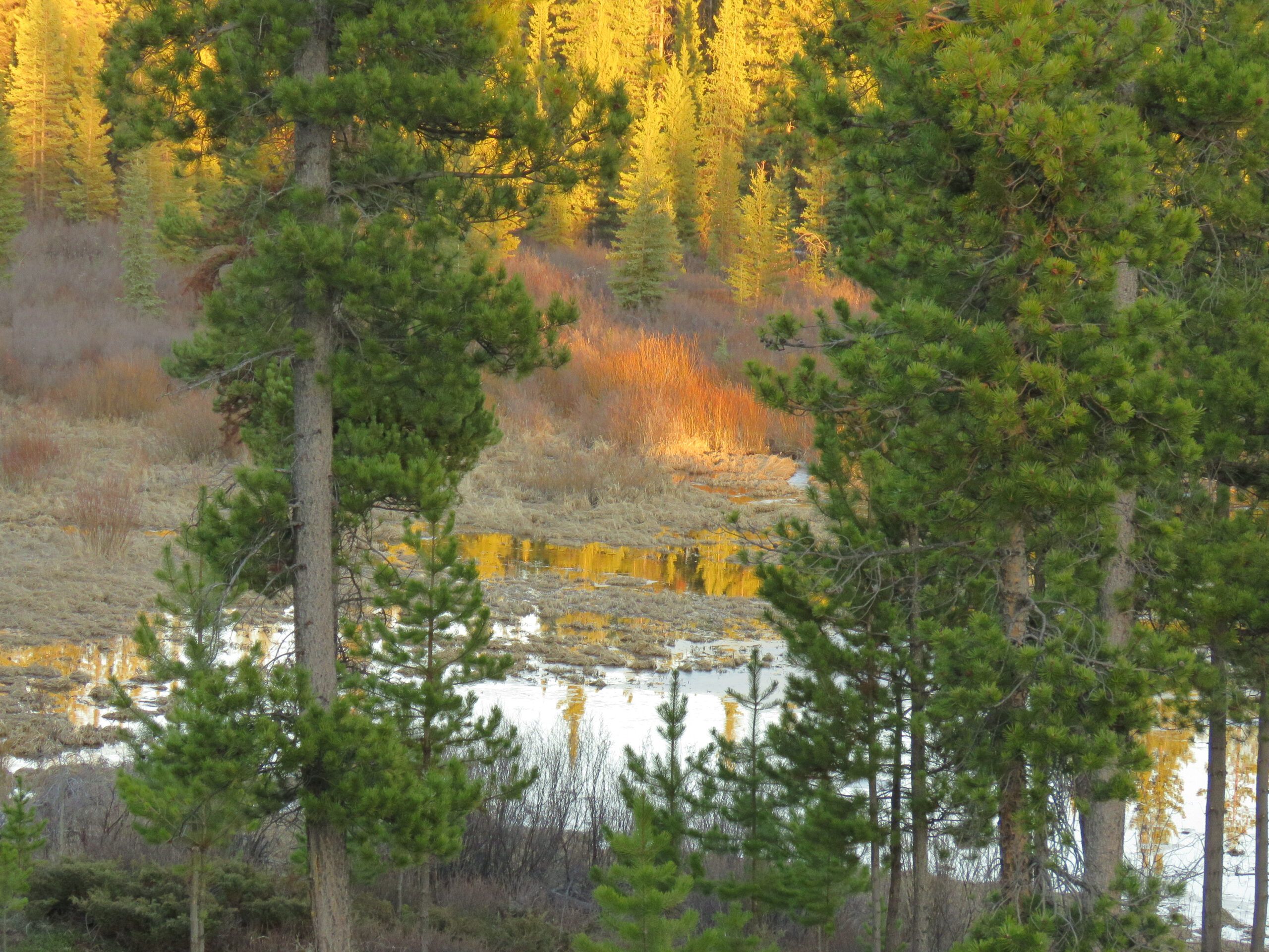 1 ice started off the pond. | Wilderness Dweller