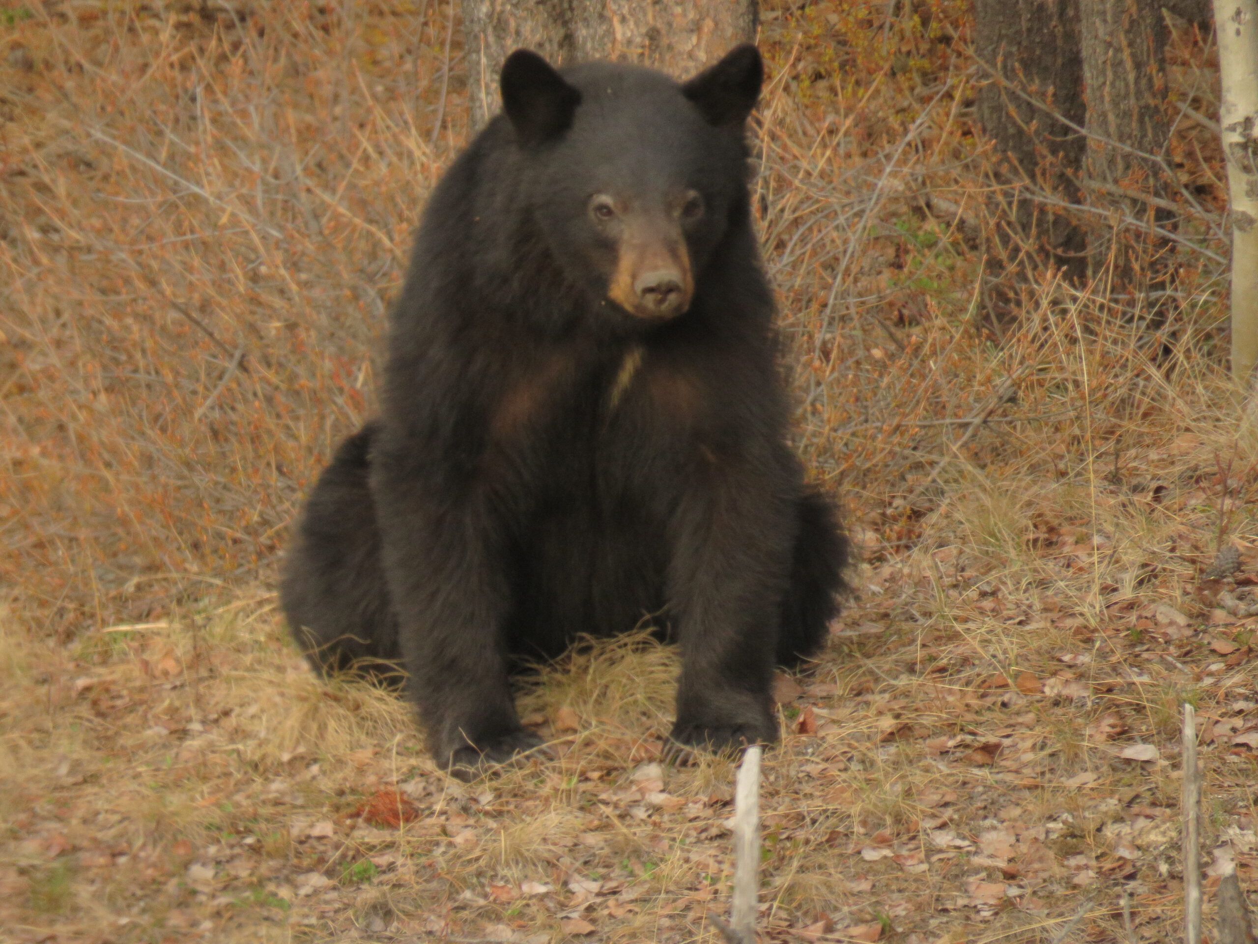 12 first bears | Wilderness Dweller