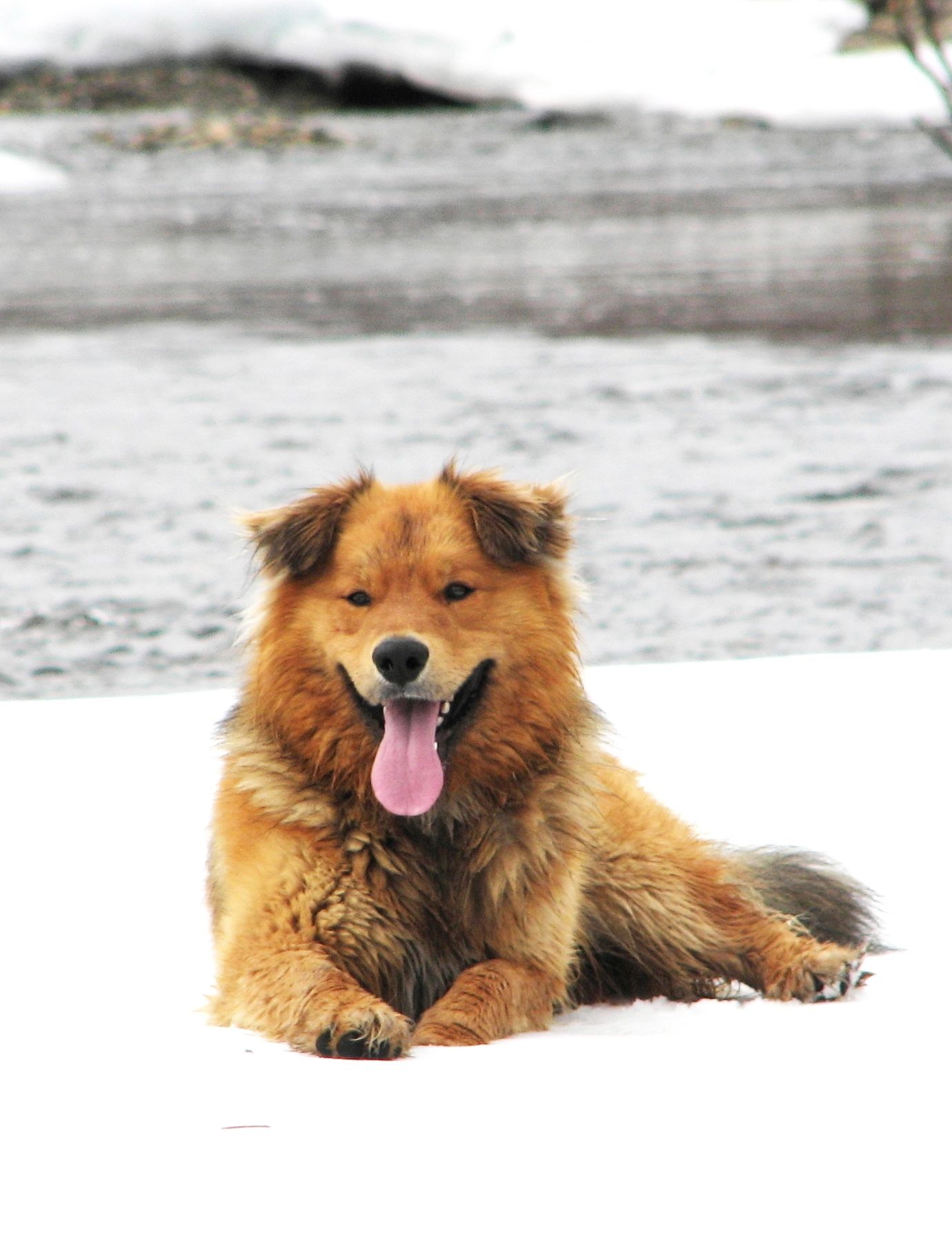 Harry | Wilderness Dweller