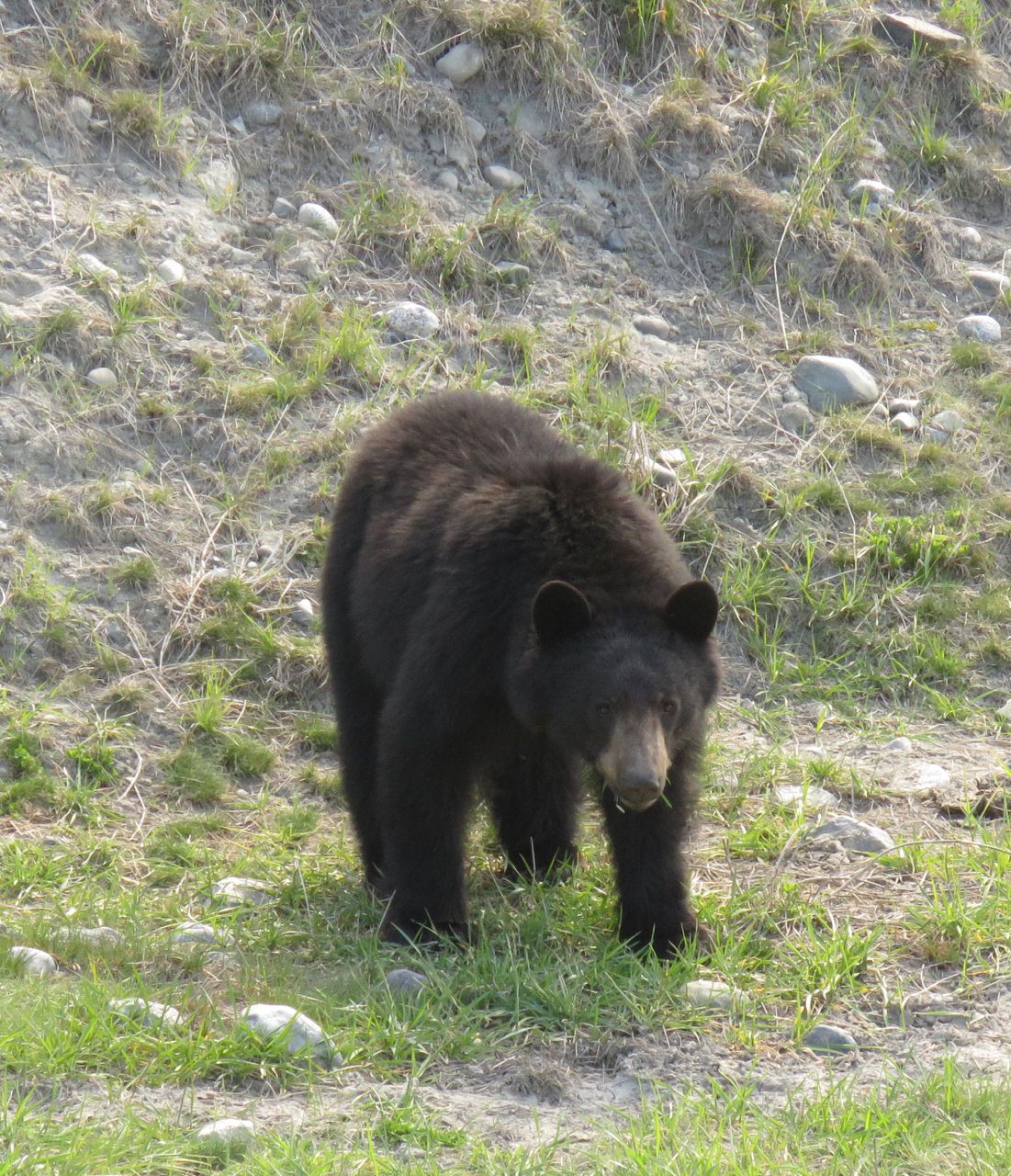 Bella Coola Visit | Wilderness Dweller