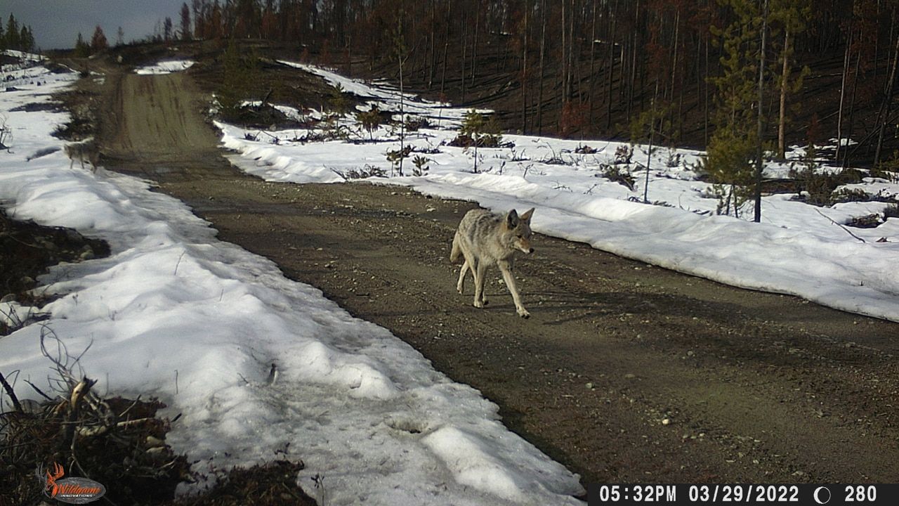 Transition From Winter | Wilderness Dweller