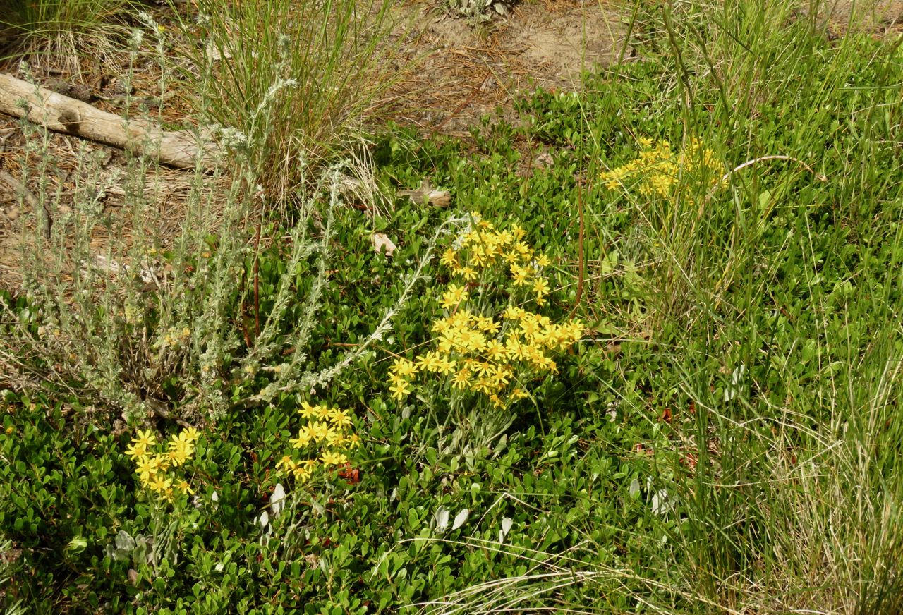 JUNE 2022 | Wilderness Dweller