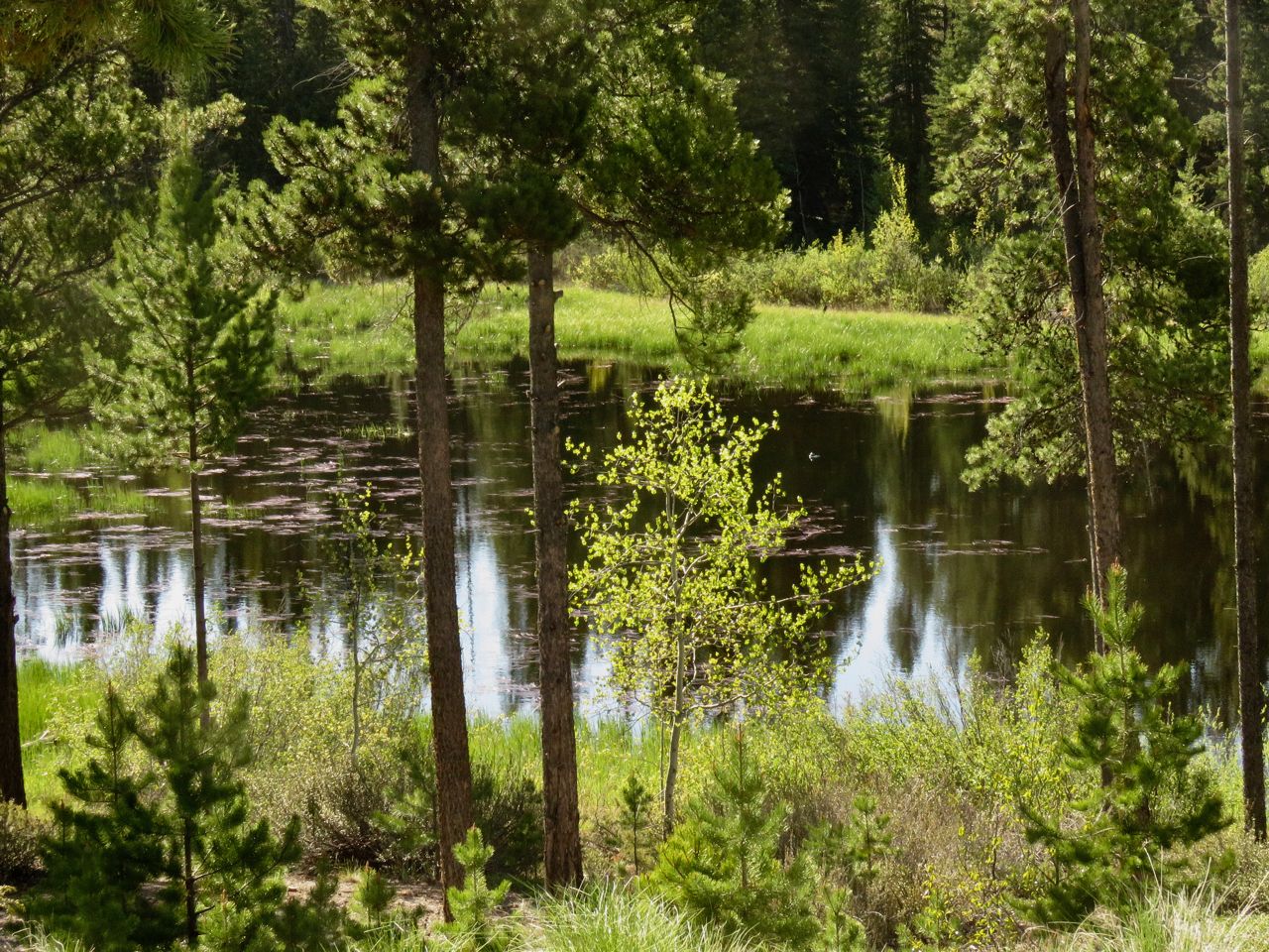 Wilderness Dweller | One Woman's Life In The Wilderness | Page 6
