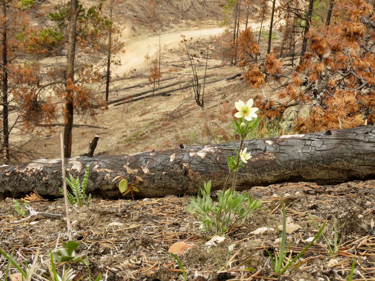 Spring in the Burn | Wilderness Dweller