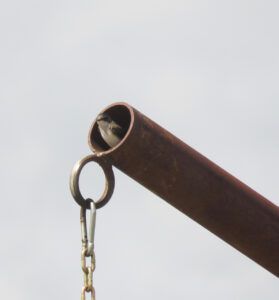 Tatla Lake Gymkhana 2022. | Wilderness Dweller