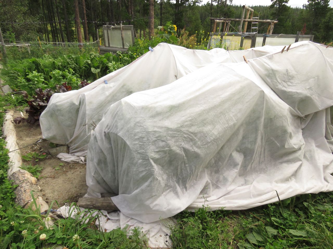 Wilderness Dweller | One Woman's Life In The Wilderness | Page 7