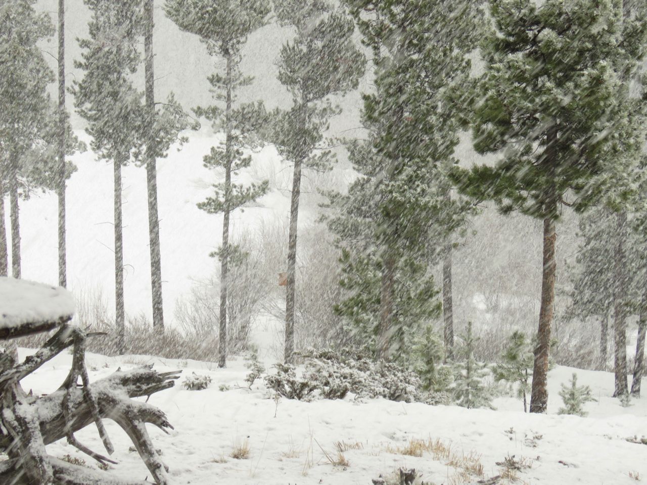 Wilderness Dweller | One Woman's Life In The Wilderness