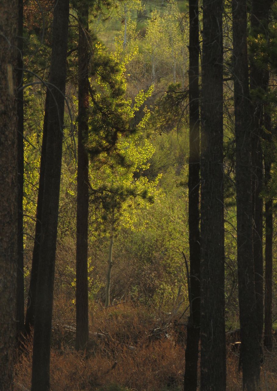 SPRING | Wilderness Dweller