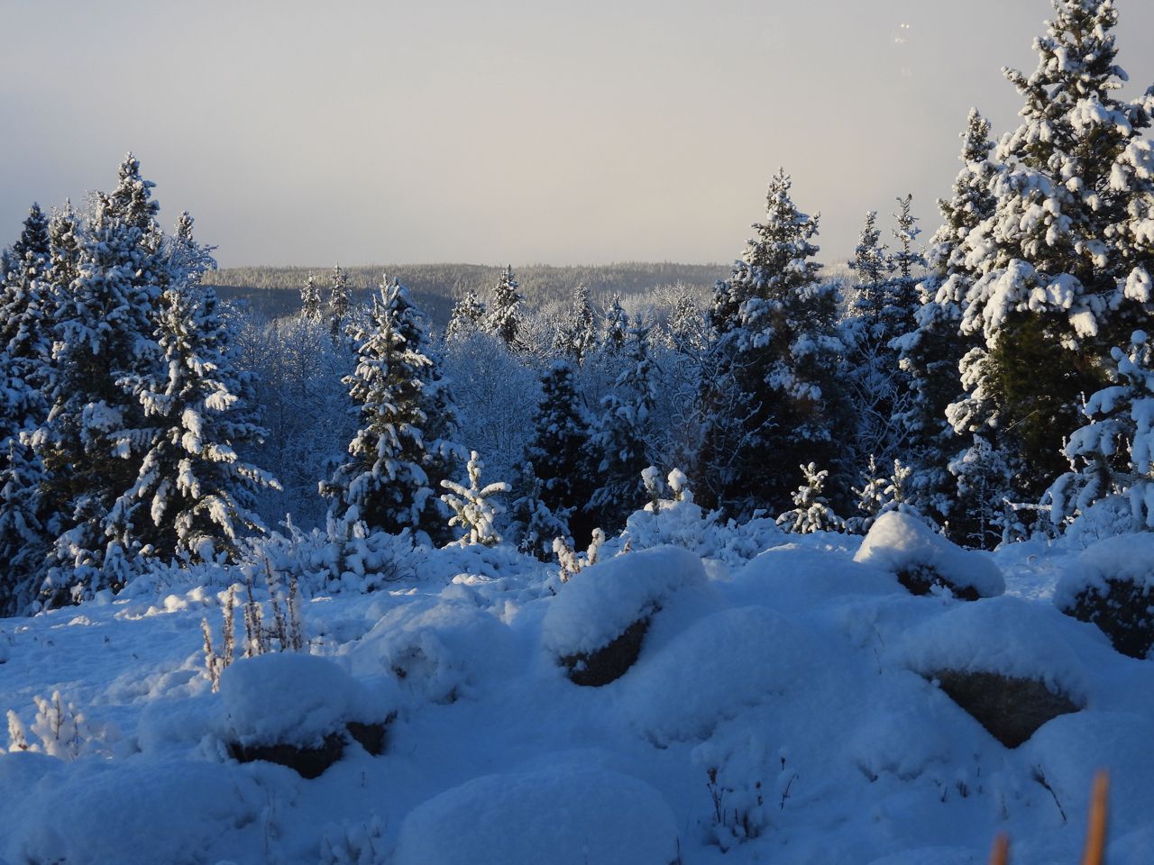 Wilderness Dweller | One Woman's Life In The Wilderness