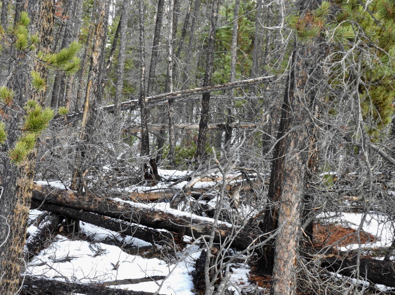 Wilderness Dweller | One Woman's Life In The Wilderness