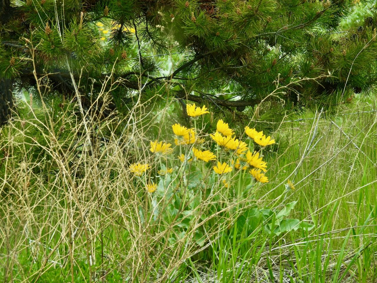 Wilderness Dweller | One Woman's Life In The Wilderness